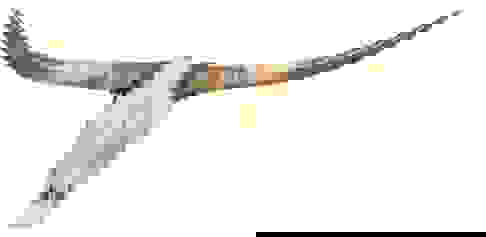 Longhorn Skull Mount Auction