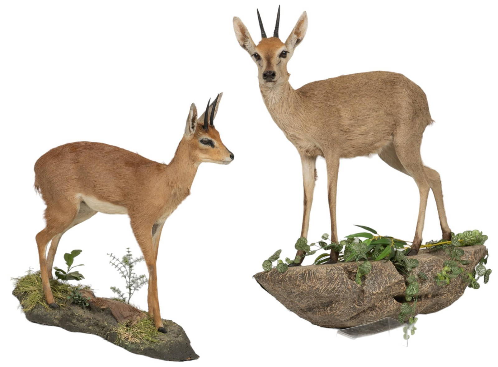 Pair Of Duiker Full Body Mounts Auction