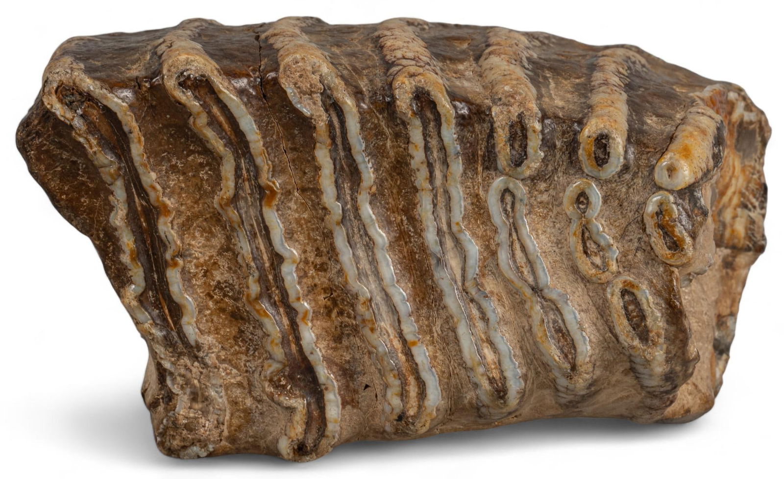 Fossilized Mammoth Tooth Auction