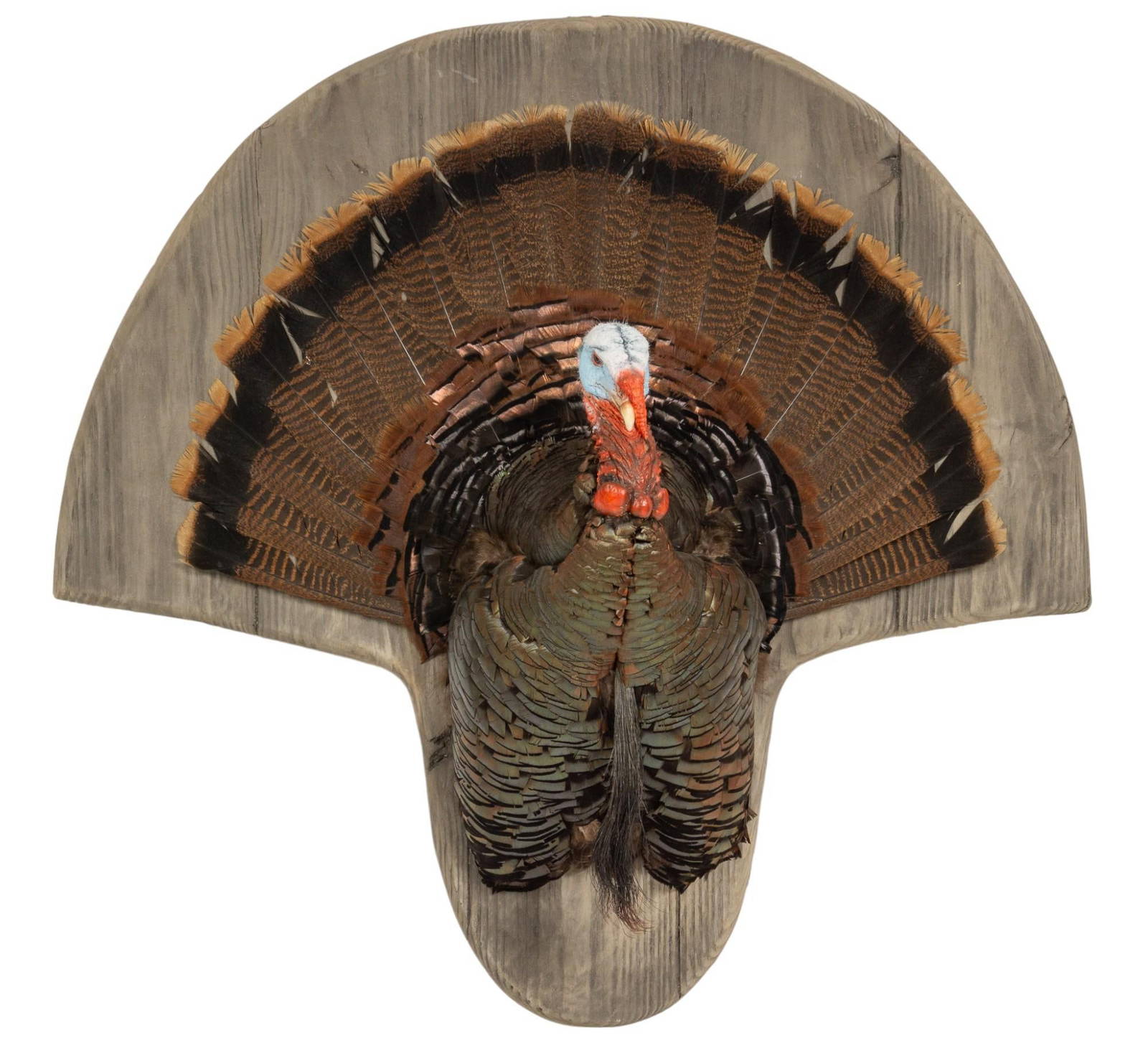 Full Body Turkey Wall Mount Auction