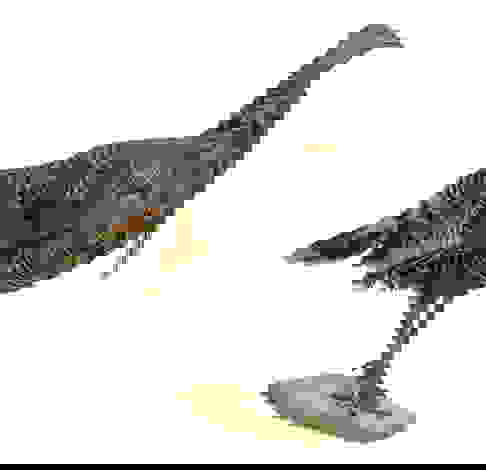 Hen Turkey Full Body Mount Auction