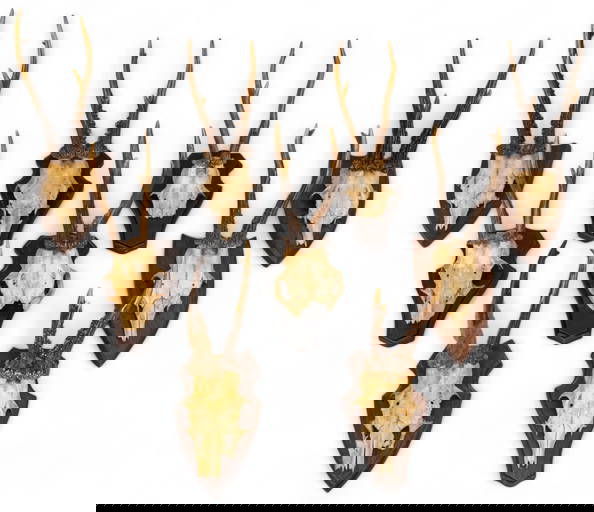 Collection Of (9) Roe Deer Skull Mounts