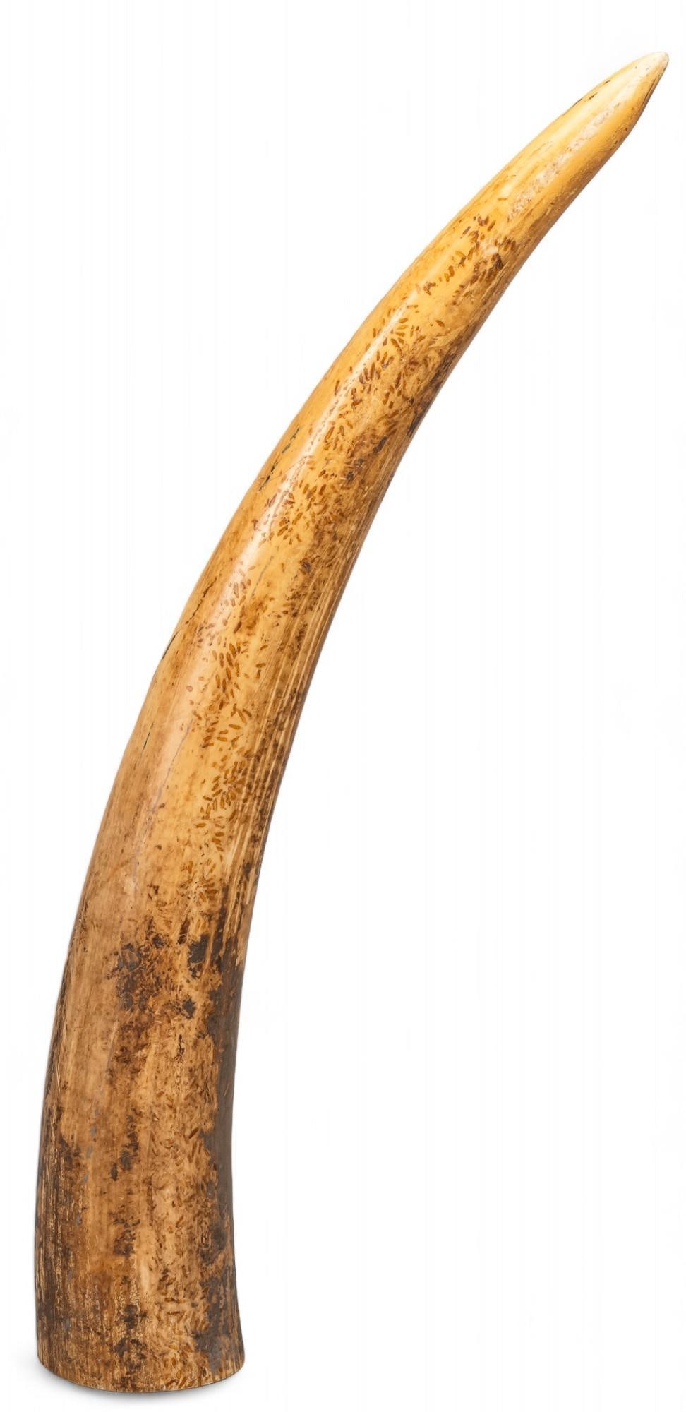 Large Scrimshaw Walrus Tusk Auction