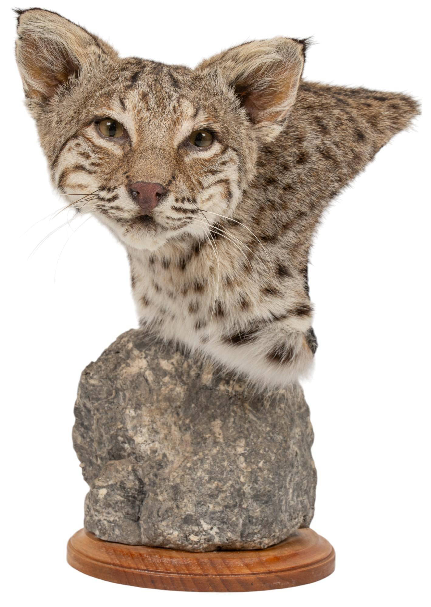 Bobcat Shoulder Mount Taxidermy Auction