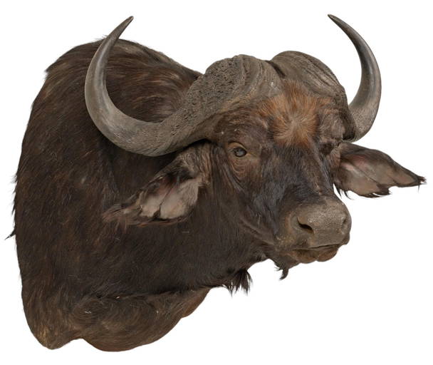 African Buffalo Shoulder Mount Taxidermy