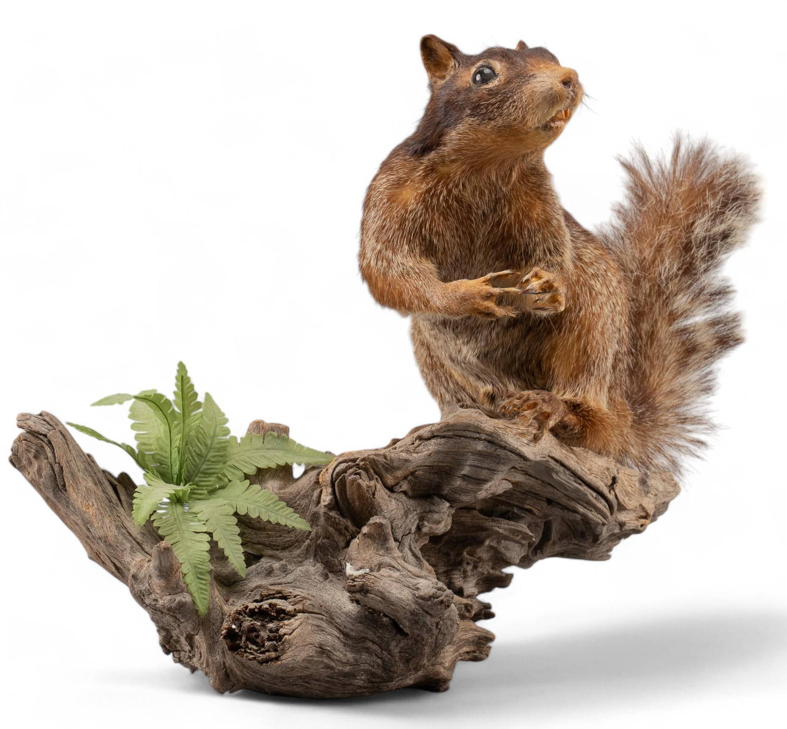 Full Body Squirrel Mount Auction