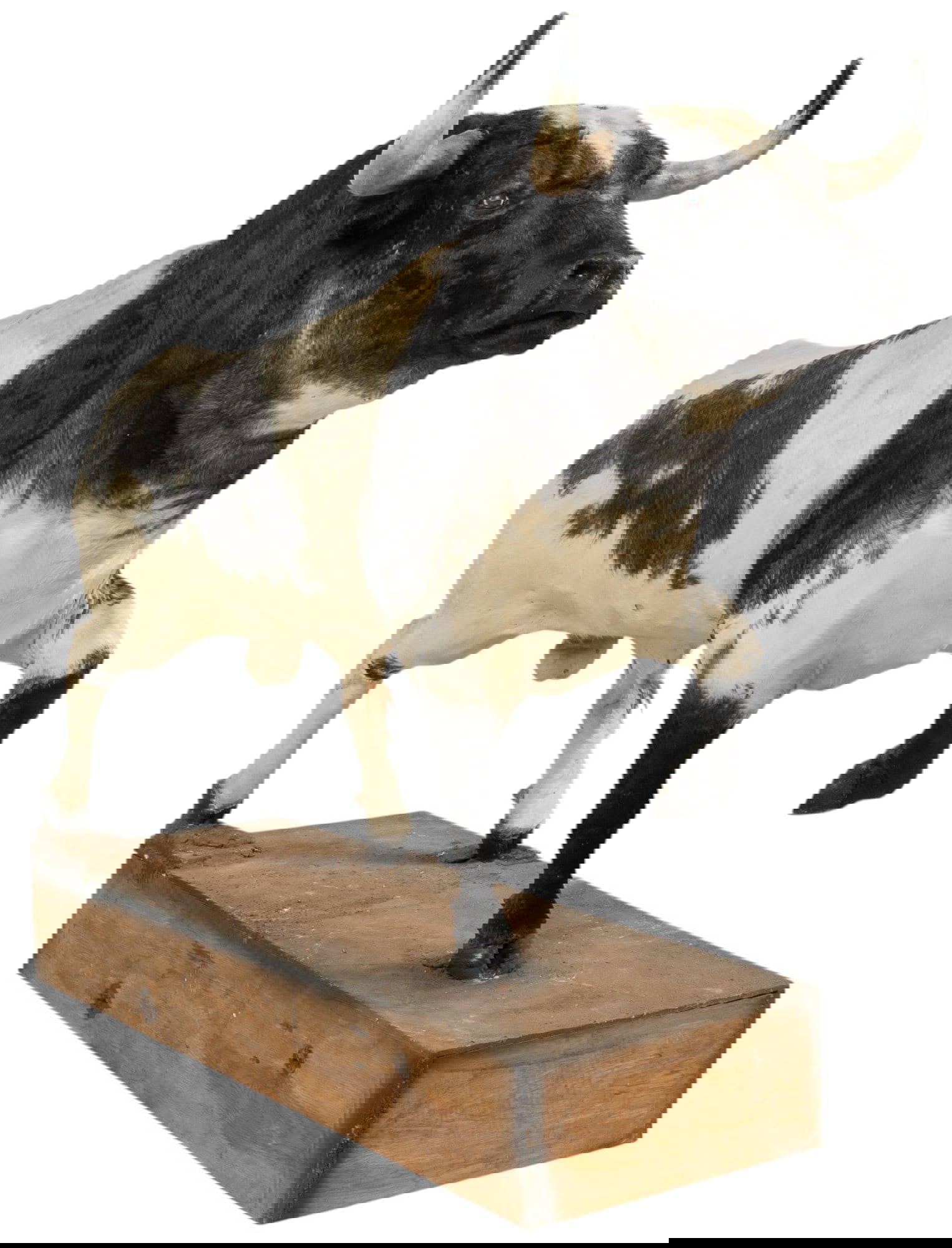 Full Body Bull Mount - May 25, 2025 | Vogt Auction Texas In Tx