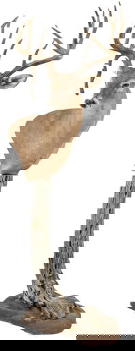 Atypical Whitetail Deer Shoulder Mount On Stand