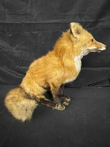 Red Fox Full Body Taxidermy Mount (#0347) on Apr 29, 2022 | Swisher ...