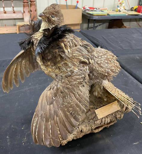 1967 Ruffed Grouse Mount (#0365) on Feb 24, 2023 | Swisher Bros ...