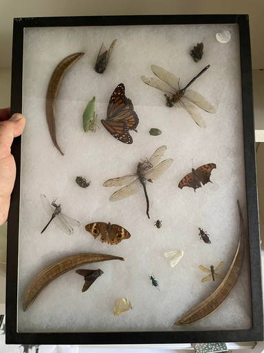 Shadow Box Of Insects And Nature Flora