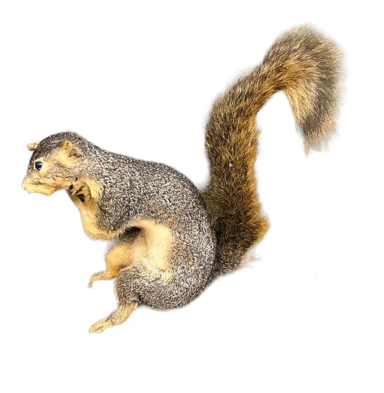 Taxidermy Squirrel Mount On Branch - 13"t / 12"w / 6"d Auction