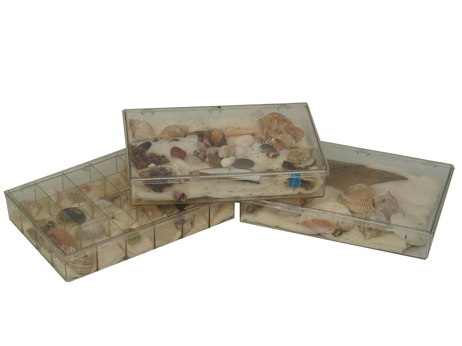 A Lot Of Three Sea Life Specimen Collection Boxes