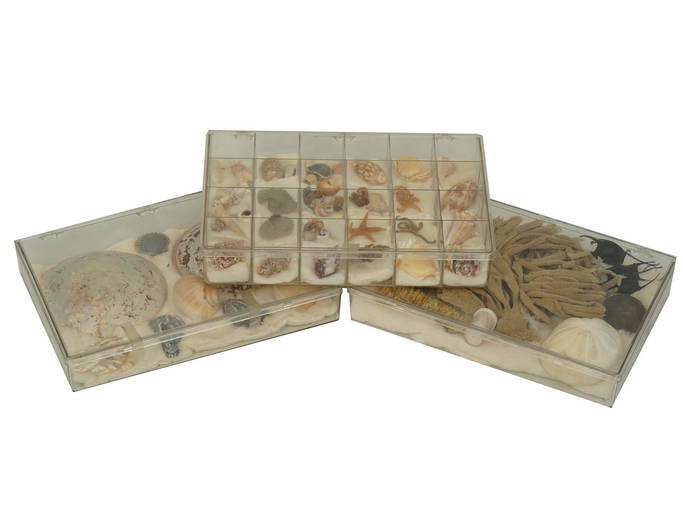 Three Vintage Trays Sea Life Specimen Collections
