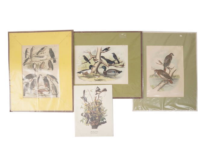 Vintage Lithograph Bird Illustrations