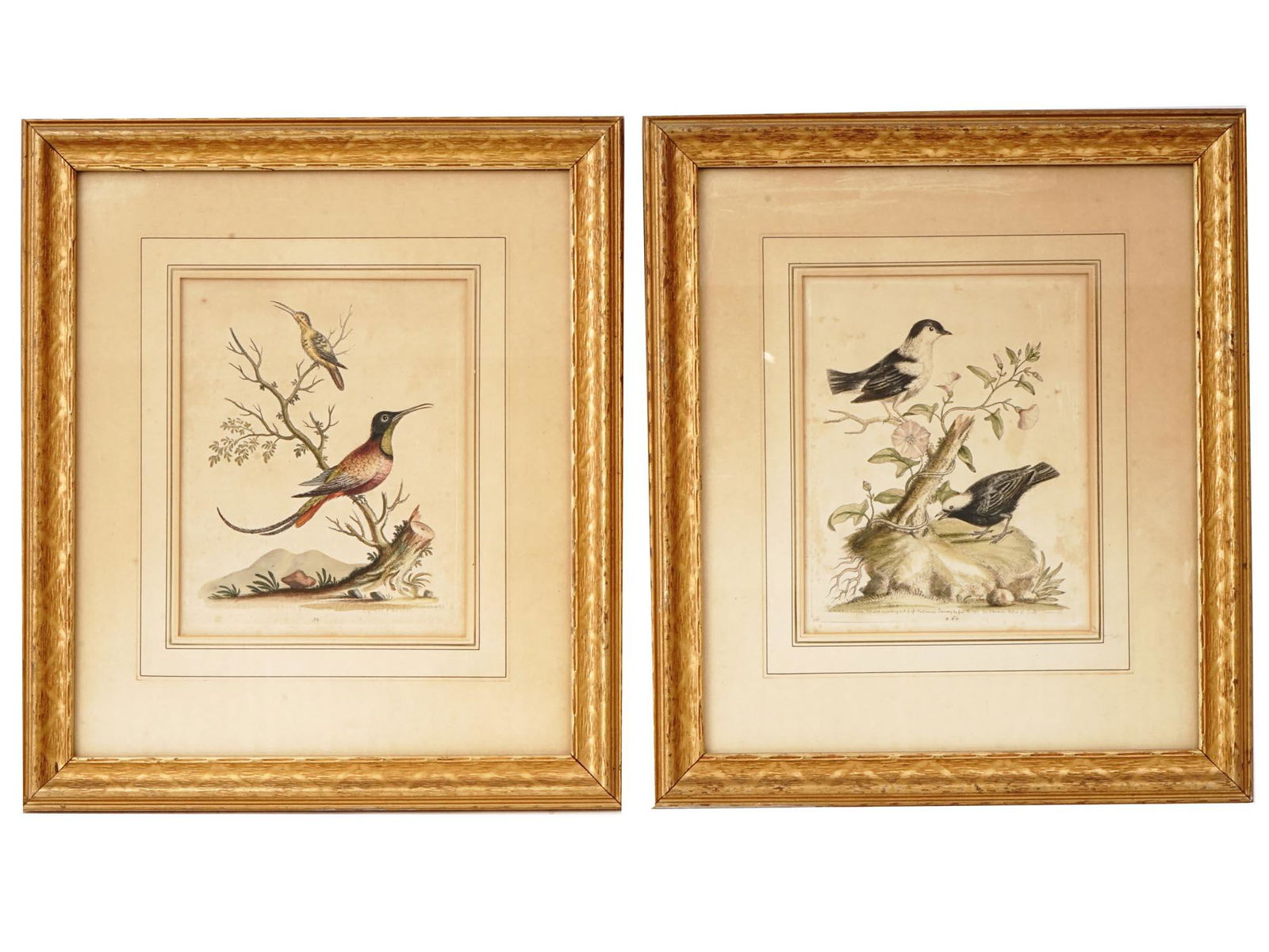 ENGLISH HAND COLORED ETCHINGS BY GEORGE EDWARDS (#0053) on Dec 24, 2022 ...