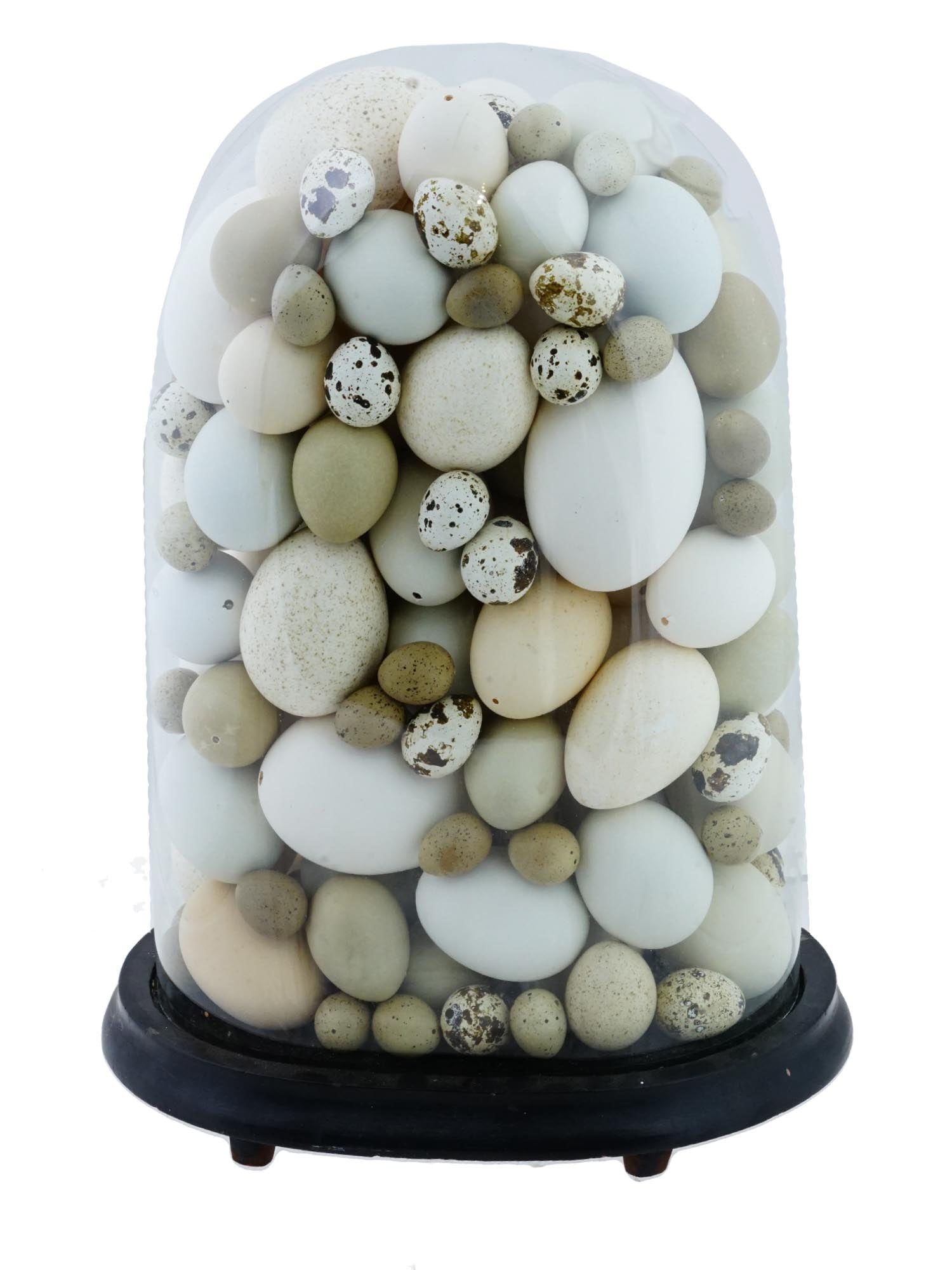Edwardian Era Collection Of Exotic Eggs In Glass Dome Auction