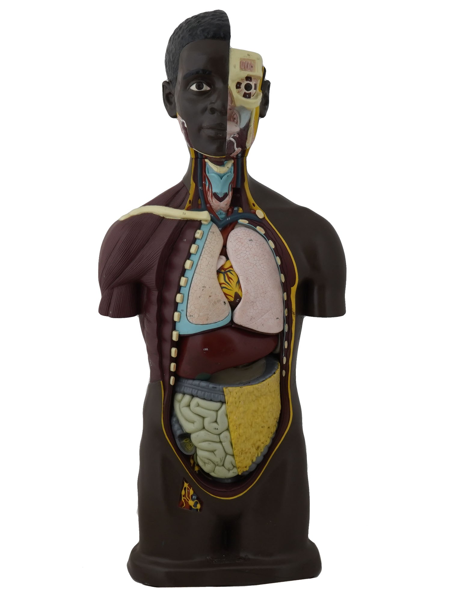1960s American Nystrom Half Human Body Anatomy Model Auction