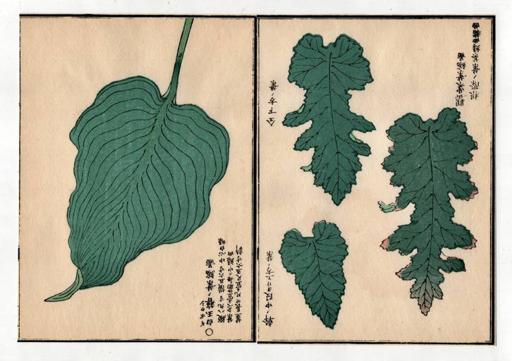 Botanical Woodblock Print By Kono Bairei