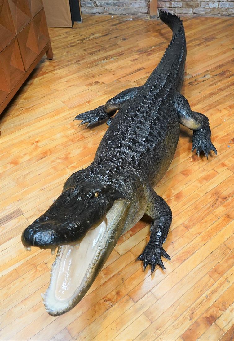 11 Ft. Full Alligator Taxidermy