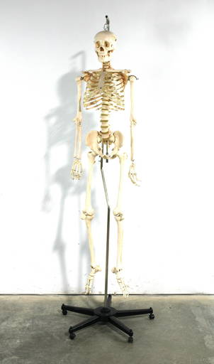 6.5 Ft Anatomical Skeleton Model On Stand Used For Medical Training