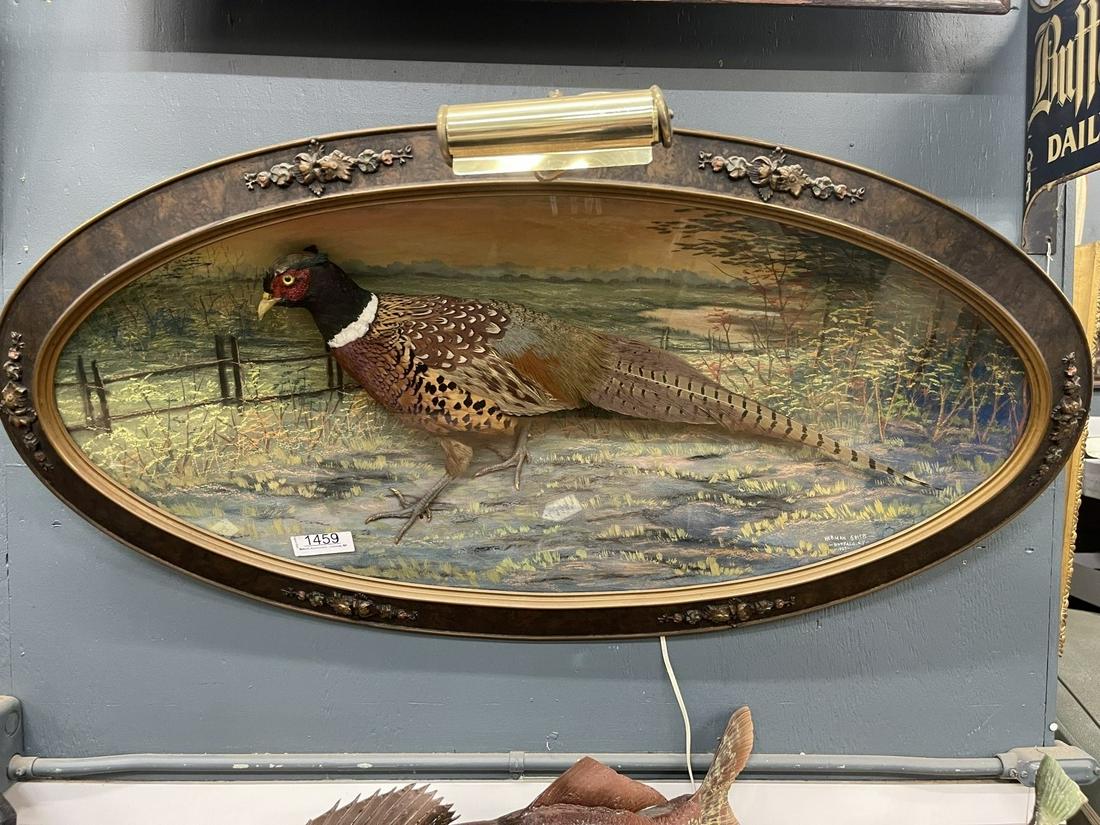 Herman Grieb Taxidermy Pheasant