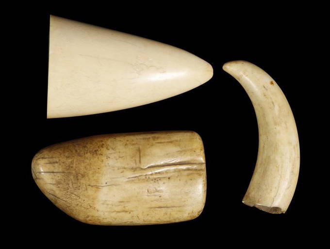 (3) Pc Tooth And Tusk