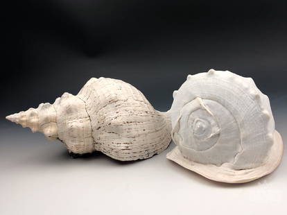 Large Queen Conch Sea Shell
