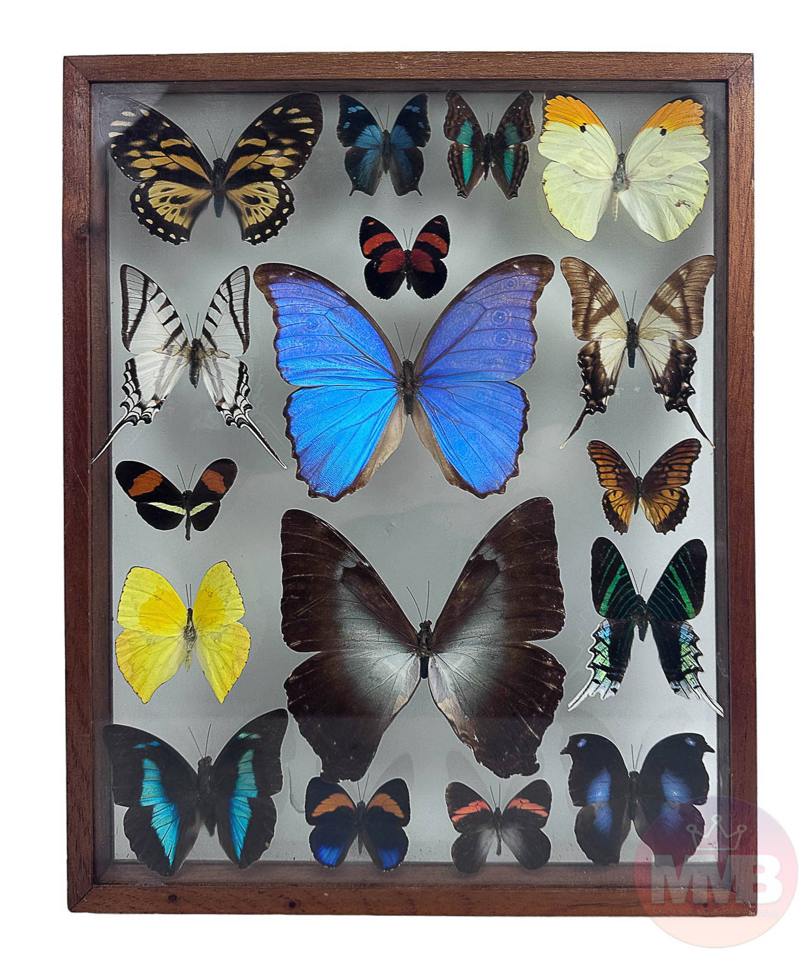 17 Butterfly Insect Specimen Taxidermy Shadow Box Auction
