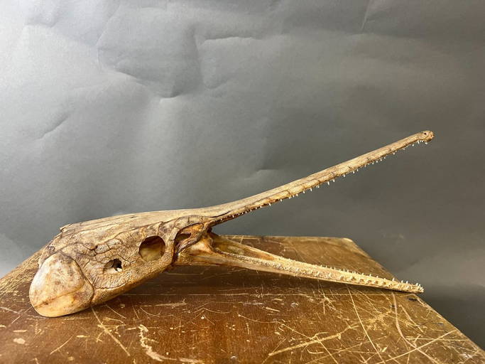 Gar Fish Skull With Teeth (#0004G) on Dec 17, 2022 | Tunick's Auction ...