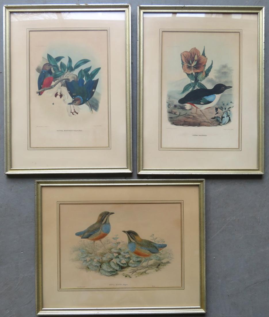 Three hand colored bird prints in matching frames and
