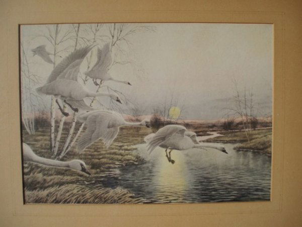 Two Rex Brasher Bird Prints Inc. Swans Landing In