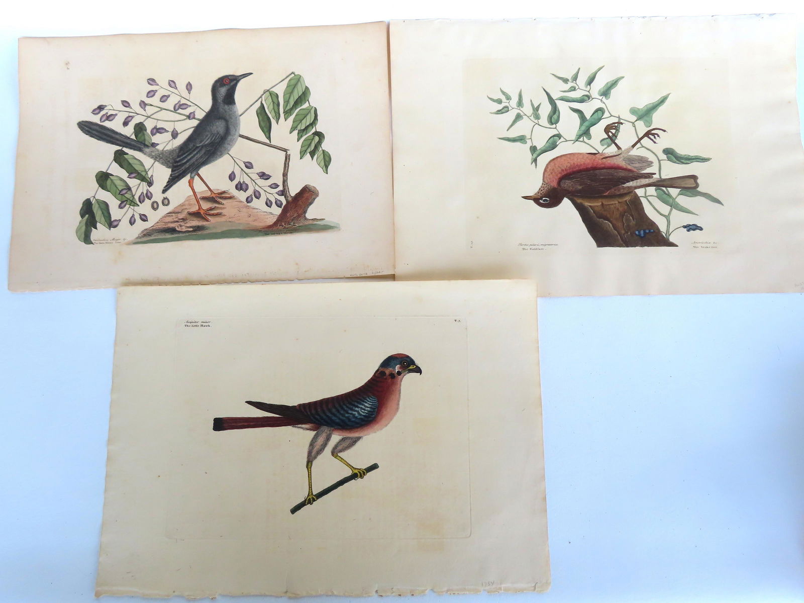 Three Catesby hand colored bird prints (Mark Catesby, English 1682-1749 ...