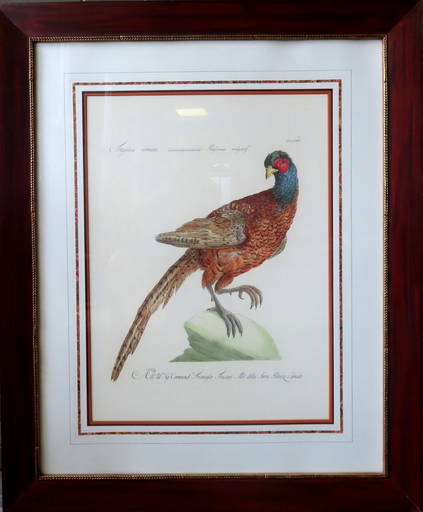 A Pair Of Large Folio Contemporary Hand Colored Bird Prints Housed In ...