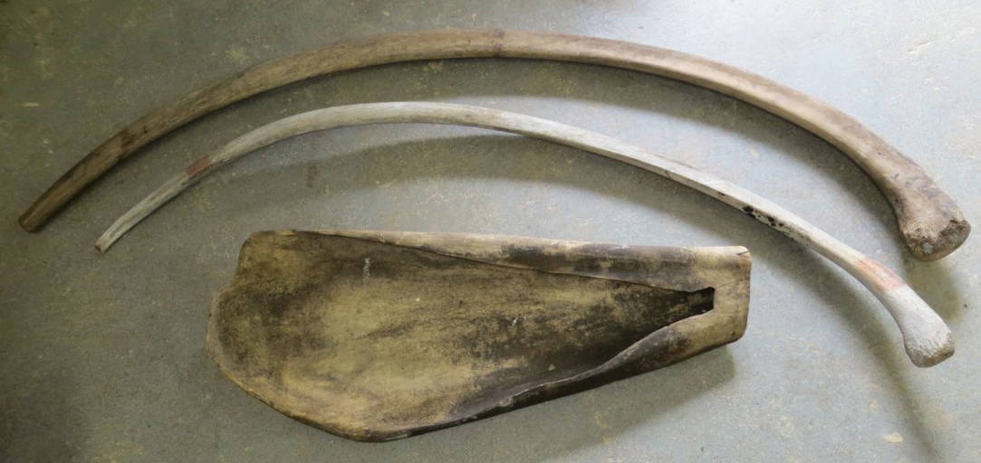 Two Large Whale (?) Rib Bones Each Approximately