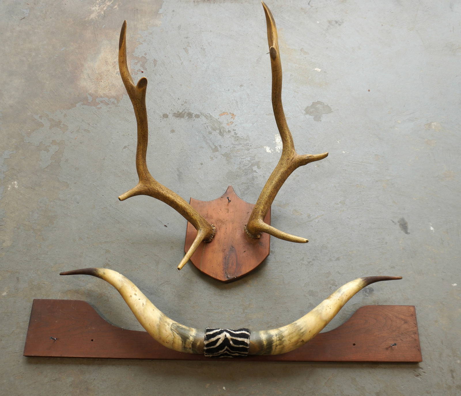 Two Mounted Horn Racks Including Elk - 32"w X 24 1/2"d And Steer Horns ...