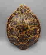 ANTIQUE TAXIDERMY TORTOISE SHELL - Oct 28, 2018 | Westport Auction in CT