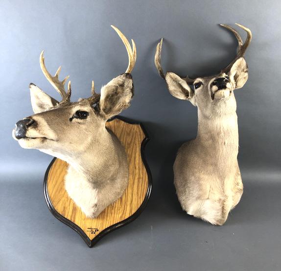2 Texas White Tail Deer Taxidermy Shoulder Mounts