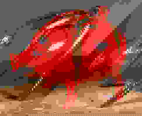 Roger Corn Pig Auction