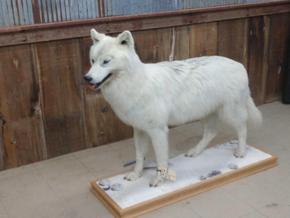 Arctic Wolf Full Body Mount - Jun 06, 2020 | Circle M Auctions in IA