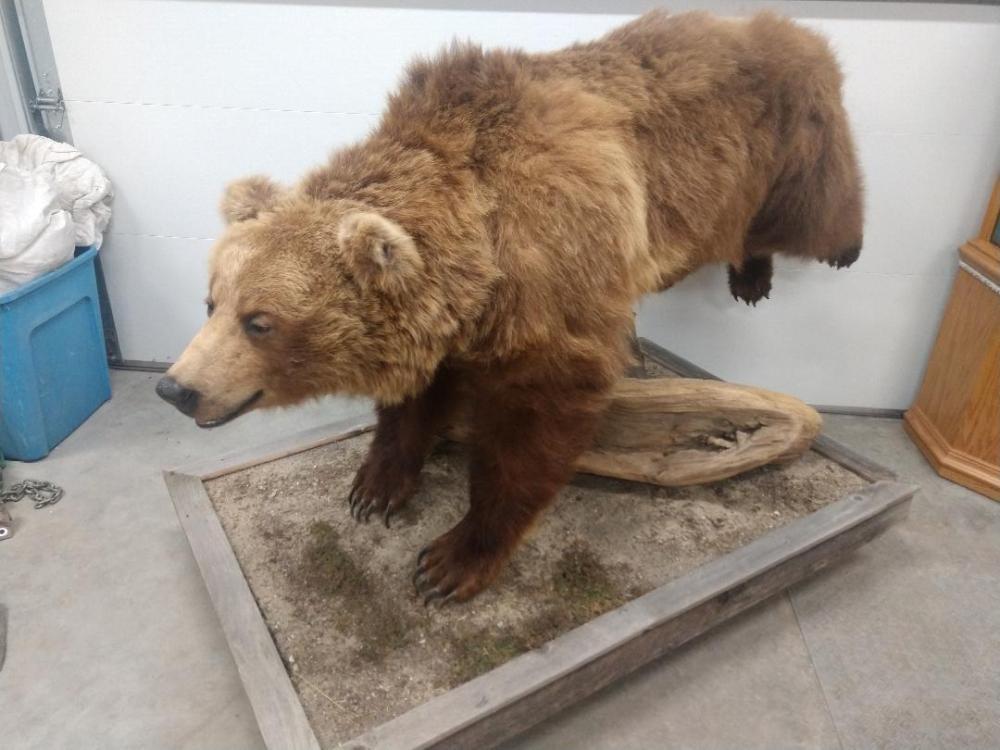 For Auction: Alaskan Brown Bear Full Body Taxidermy Mount (#0041P) on ...