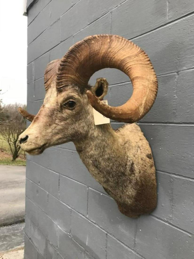 Stone Sheep Shoulder Mount - Jun 06, 2020 | Circle M Auctions in IA