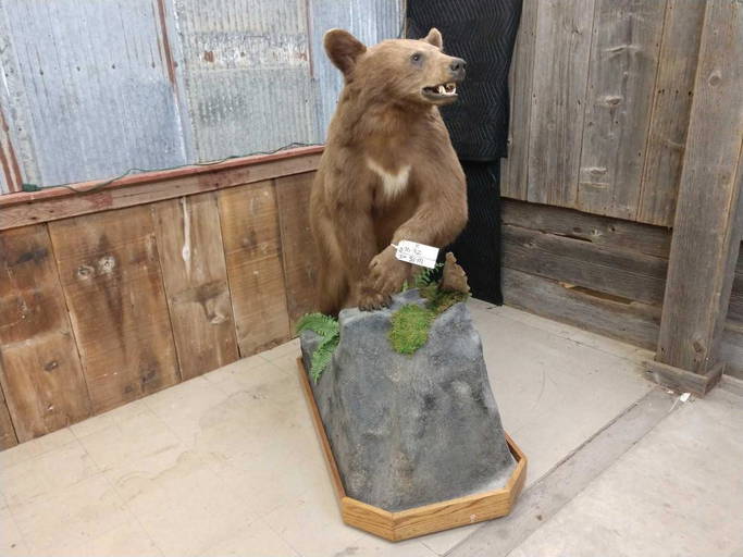 Nice Full Body Mount Black Bear Brown Phase