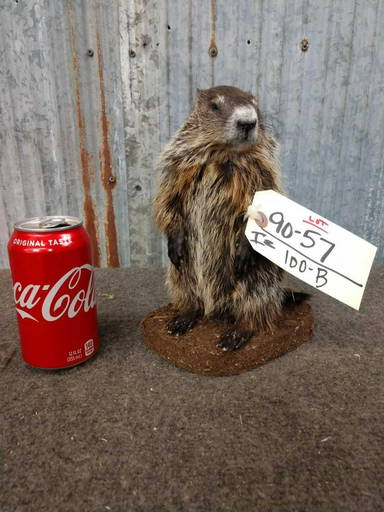 Baby Groundhog Full Body Mount