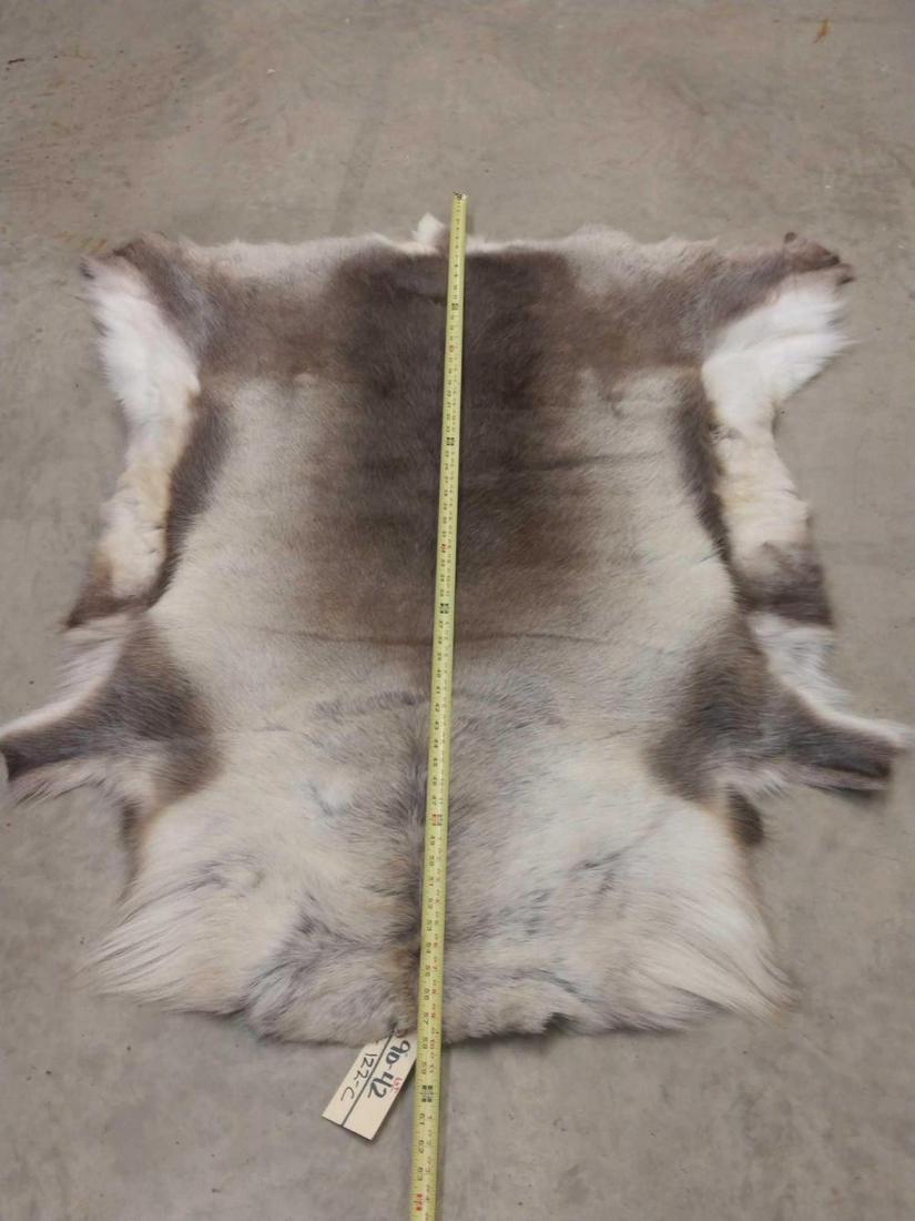 For Auction: Brand New Soft Tanned Caribou Back Skin (#0122C) on Jun 06 ...