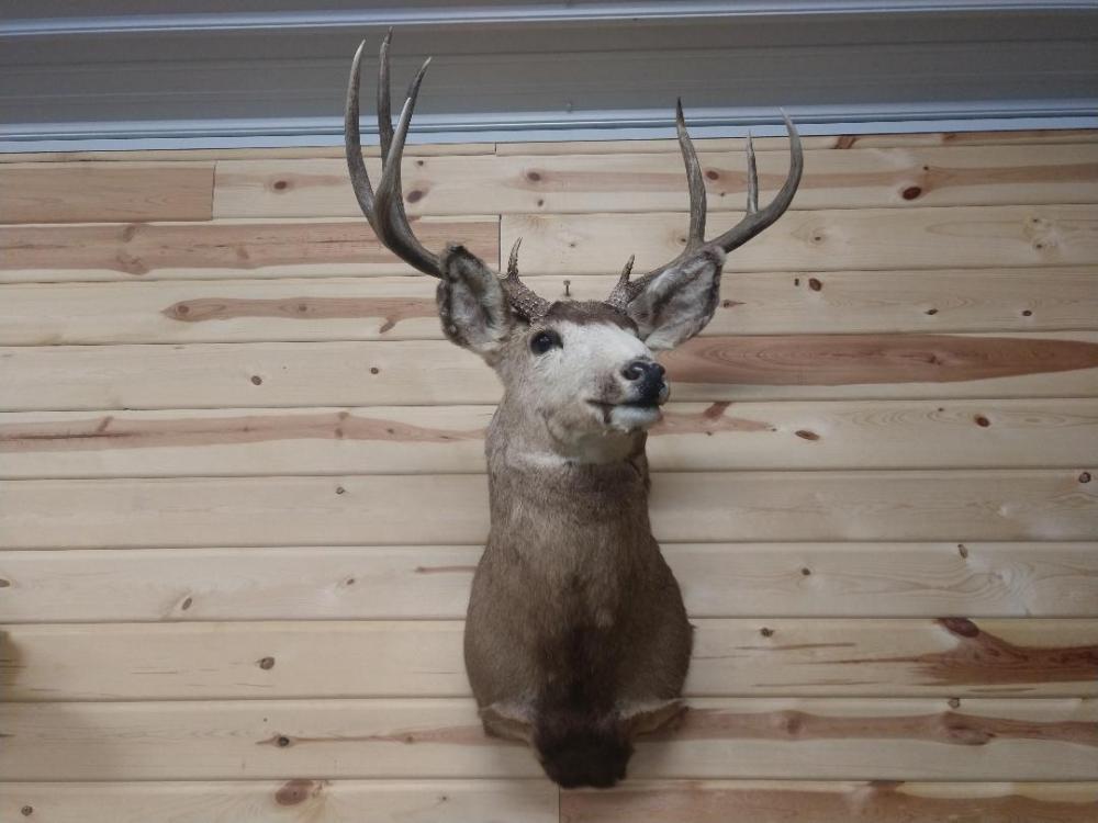 For Auction: 150 Class Mule Deer Mount (#0148B) on Jun 06, 2020 ...