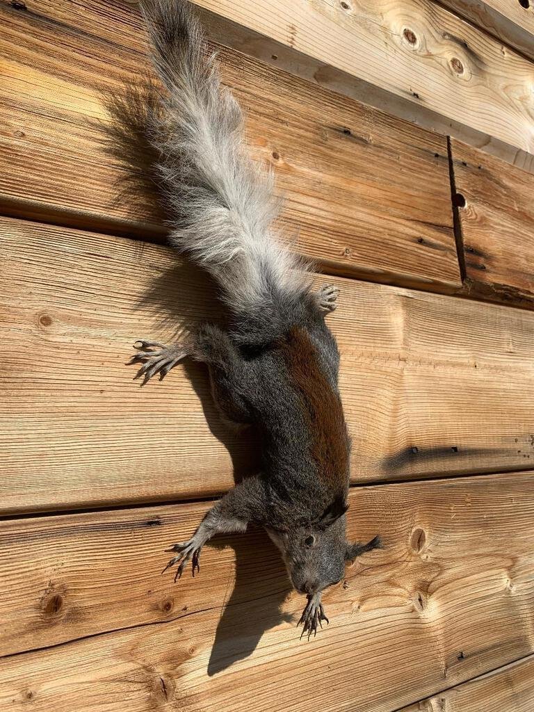 Albert Squirrel Taxidermy Mount - Jun 06, 2020 | Circle M Auctions in IA