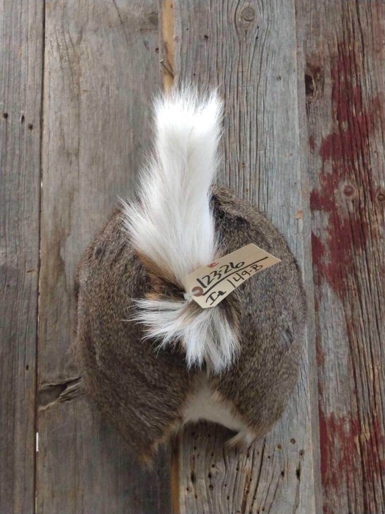 For Auction: Whitetail Deer Rump Taxidermy Mount (#0149B) on May 09 ...