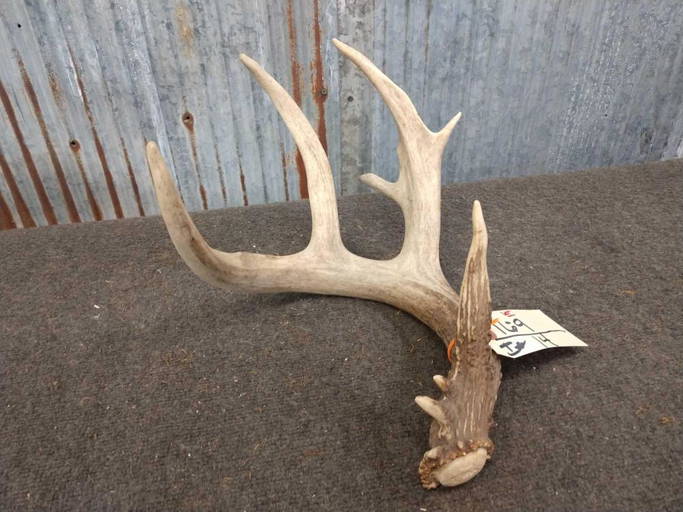 Big 4 Point Wild Iowa Whitetail Shed