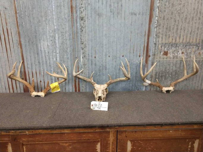 3 Whitetail Racks On Skull/skull Plate